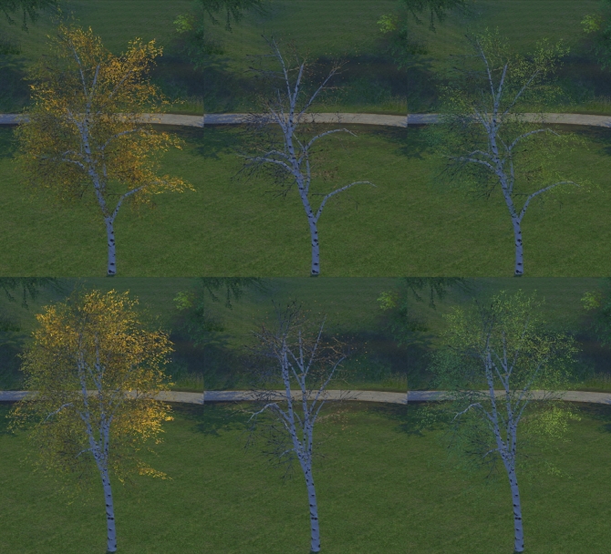 Birch trees two non-default + one as default at Alf-si » Sims 4 Updates