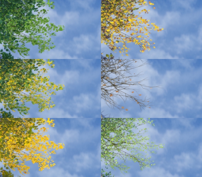 Birch trees two non-default + one as default at Alf-si » Sims 4 Updates