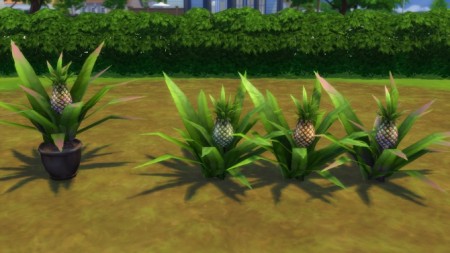 Aloha Pineapples by Snowhaze at Mod The Sims » Sims 4 Updates