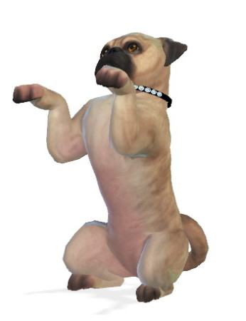 Rosie the Pug dog at Enchanting Essence » Sims 4 Updates