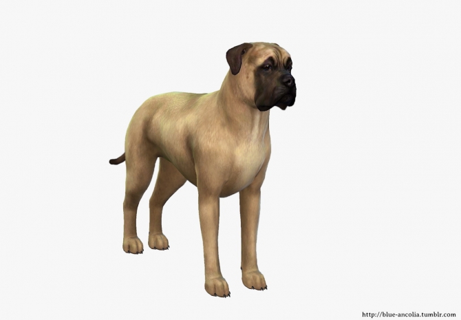 Bullmastiff Makeover at Blue Ancolia » Sims 4 Updates