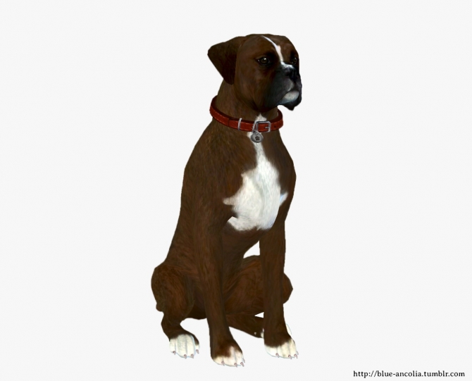Boxer Makeover at Blue Ancolia » Sims 4 Updates