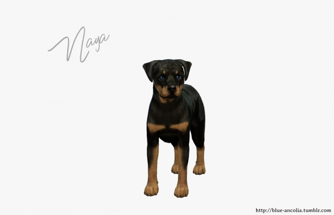 Naya Rottweiler puppy at Blue Ancolia » Sims 4 Updates