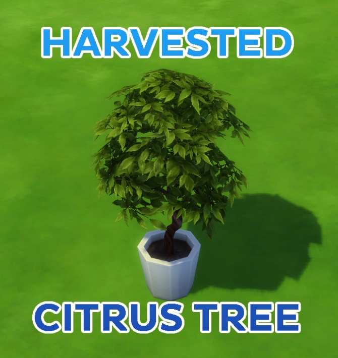 Harvested Citrus Tree by simsi45 at Mod The Sims » Sims 4 Updates