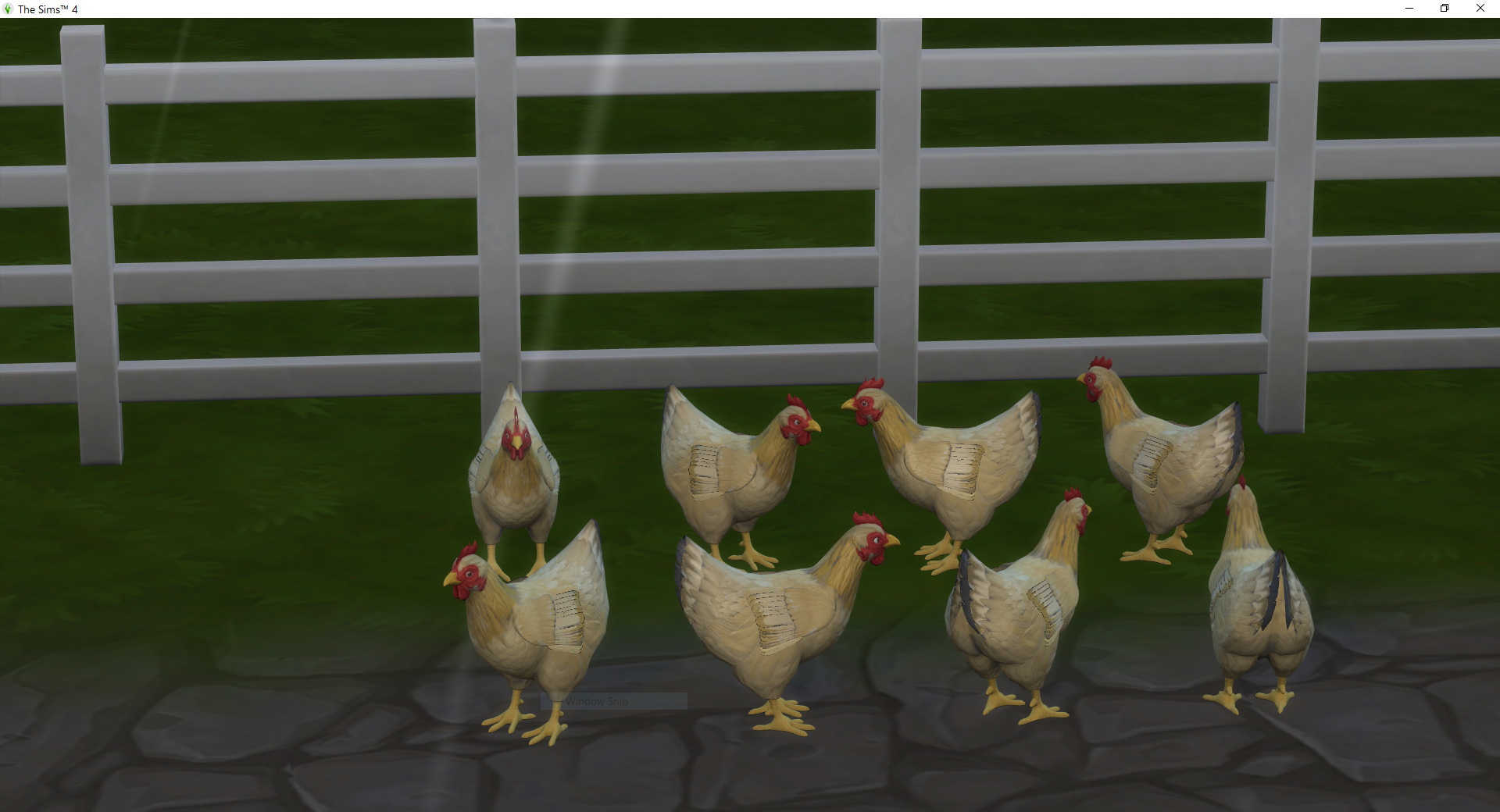 Real Breeds: Buff Orpington hen by lowflyer at Mod The Sims 4 » Sims 4 ...